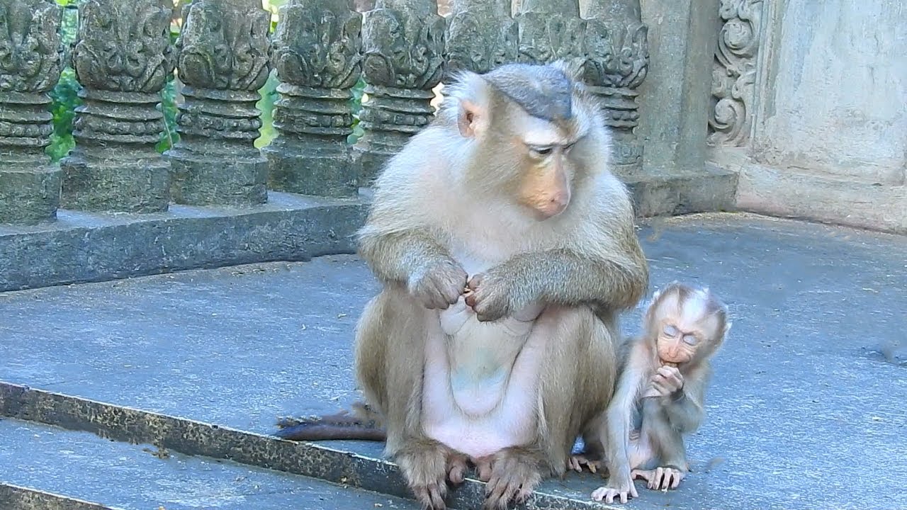 Baby Mora sitting waiting for Mola mother to take him to sleep on a ...
