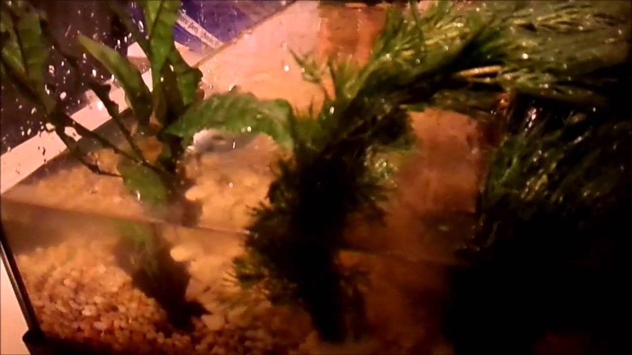 Newt tank set-up / explanation video! - YouTube