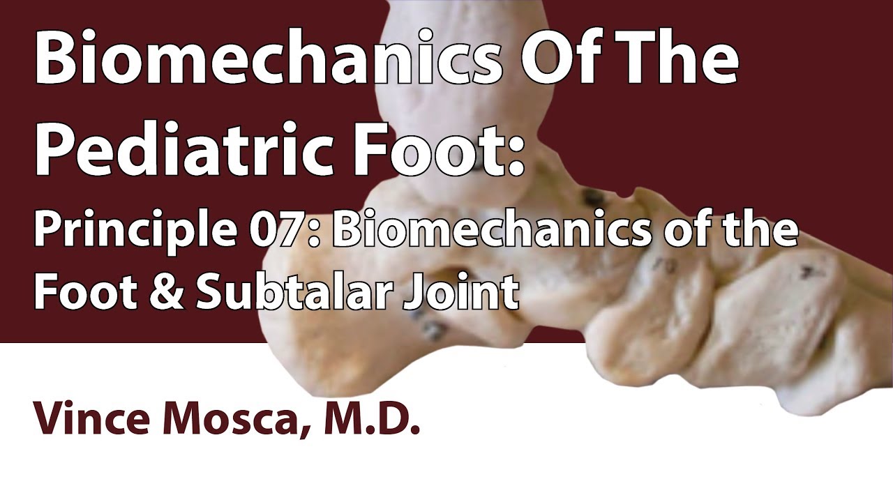 Biomechanics Of The Pediatric Foot: Principle 07 [Biomechanics Of The ...