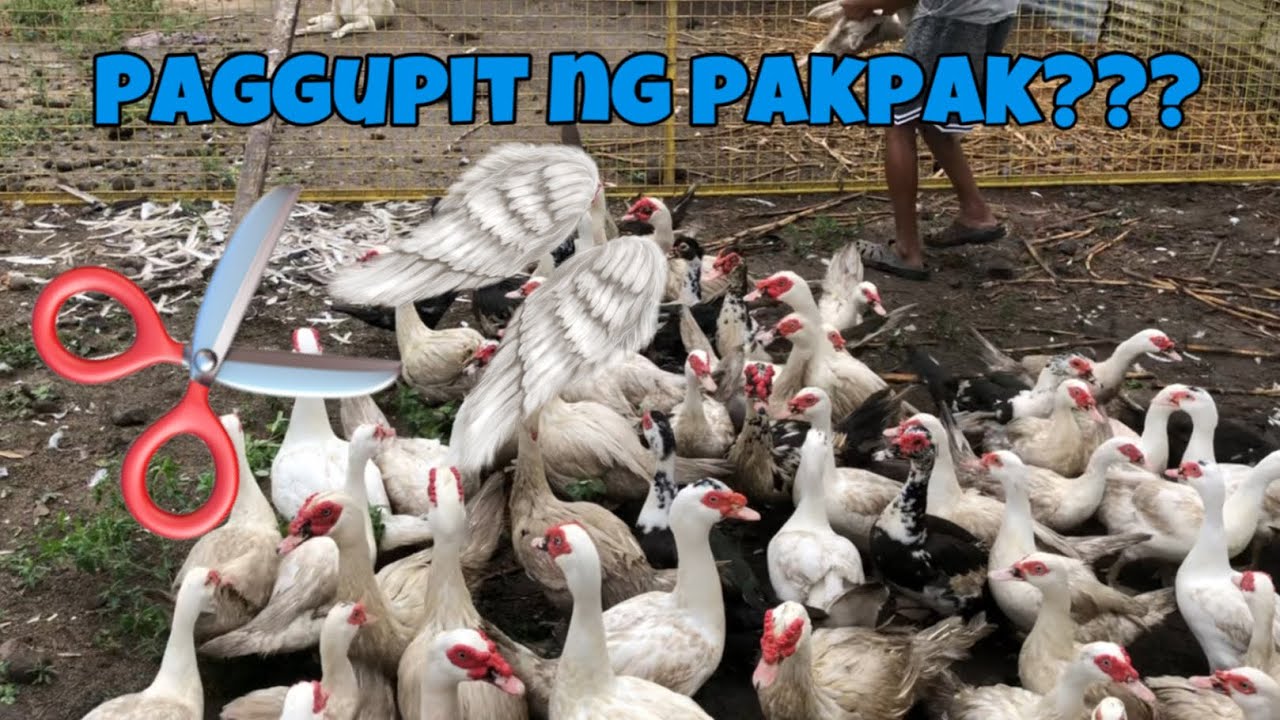 Bakit nga ba Ginugupit ang Balahibo ng mga Bibe? - YouTube