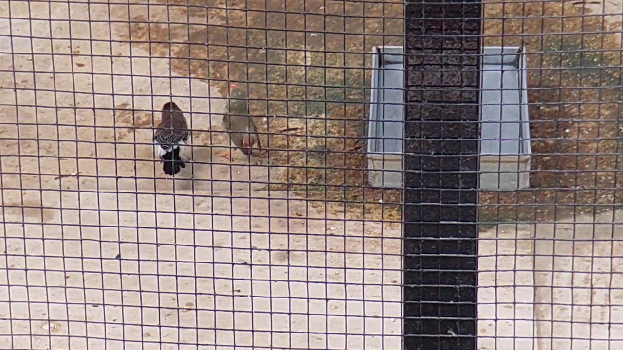 Owl finch male and star finch female - YouTube