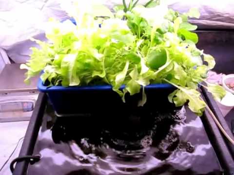 Vermiponics System - YouTube