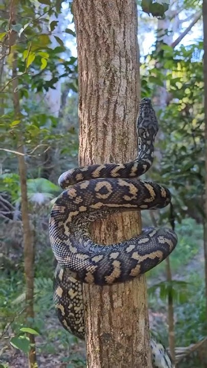 Carpet Python Climbs Tree With Ease… #Shorts - YouTube