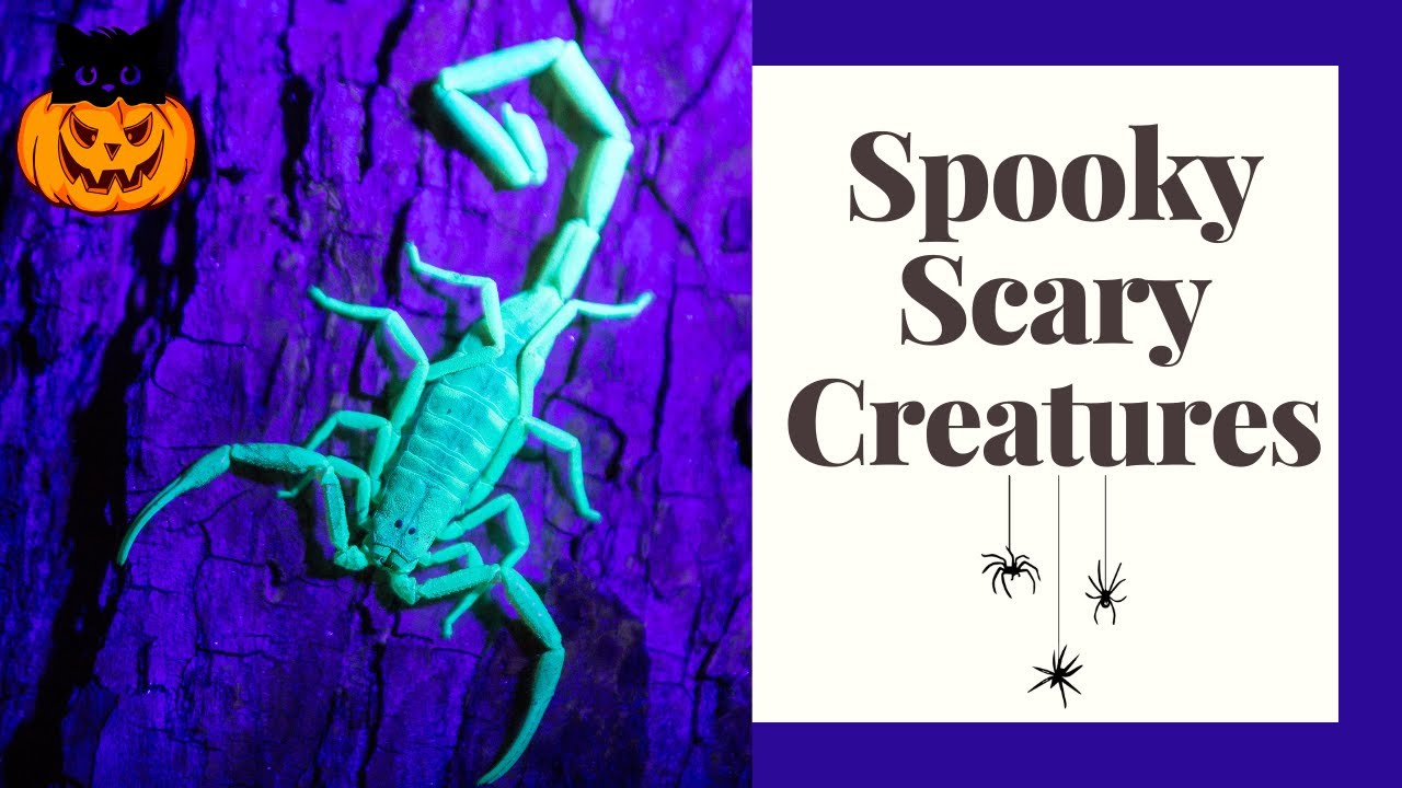 9 Spooky, Scary, Animals For Halloween - YouTube