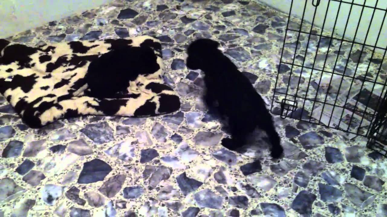 giant schnauzer puppies,puppies,champion bloodlines,skansen,mac truck ...