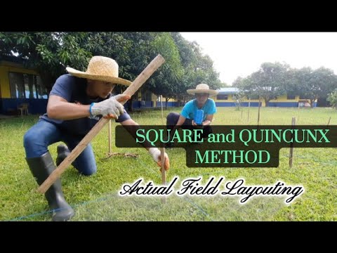 Actual Field Layouting of Planting System | Quincunx and Square Method ...