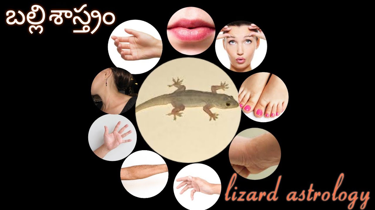 Balli sastram in telugu || Lizard Falling Effects|| janu's kitchen 2021 ...