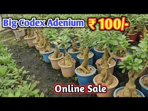 Big codex Adenium plant online sale Horticultureking adenium nursery ...