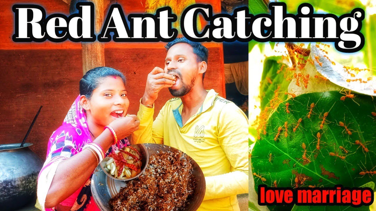 Red Ant Eating||Red Ant pickle||#dailyvlog#spcutecouple - YouTube