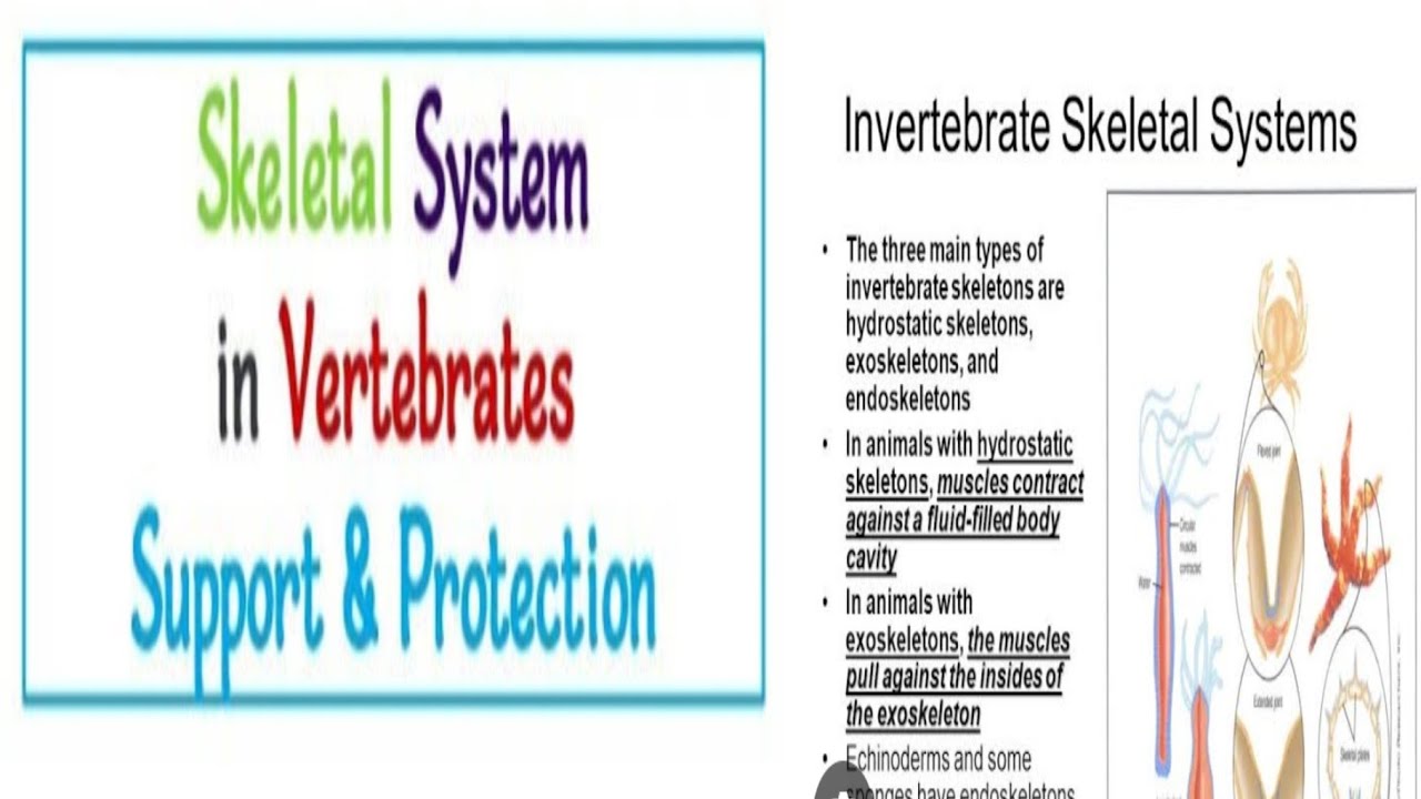 skeletal system of invertebrates and vertebrates - YouTube