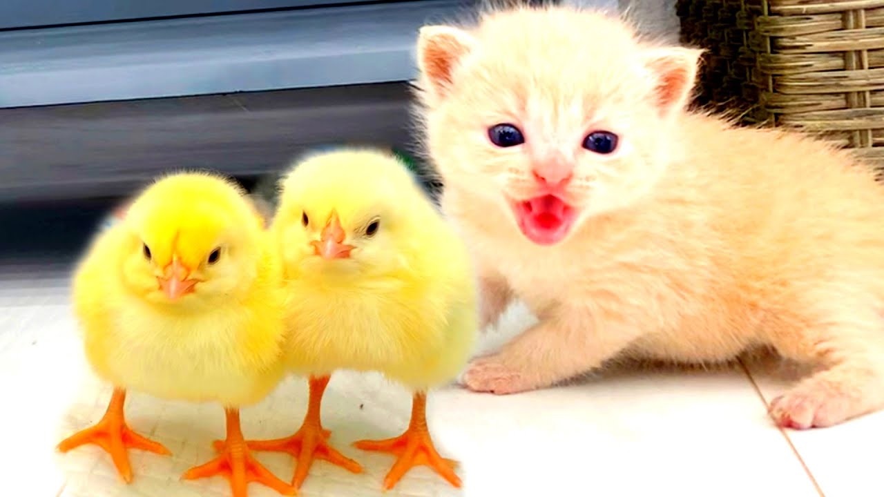 Kittens meet tiny chicks. Meow and squeaking for cat Daddy - YouTube