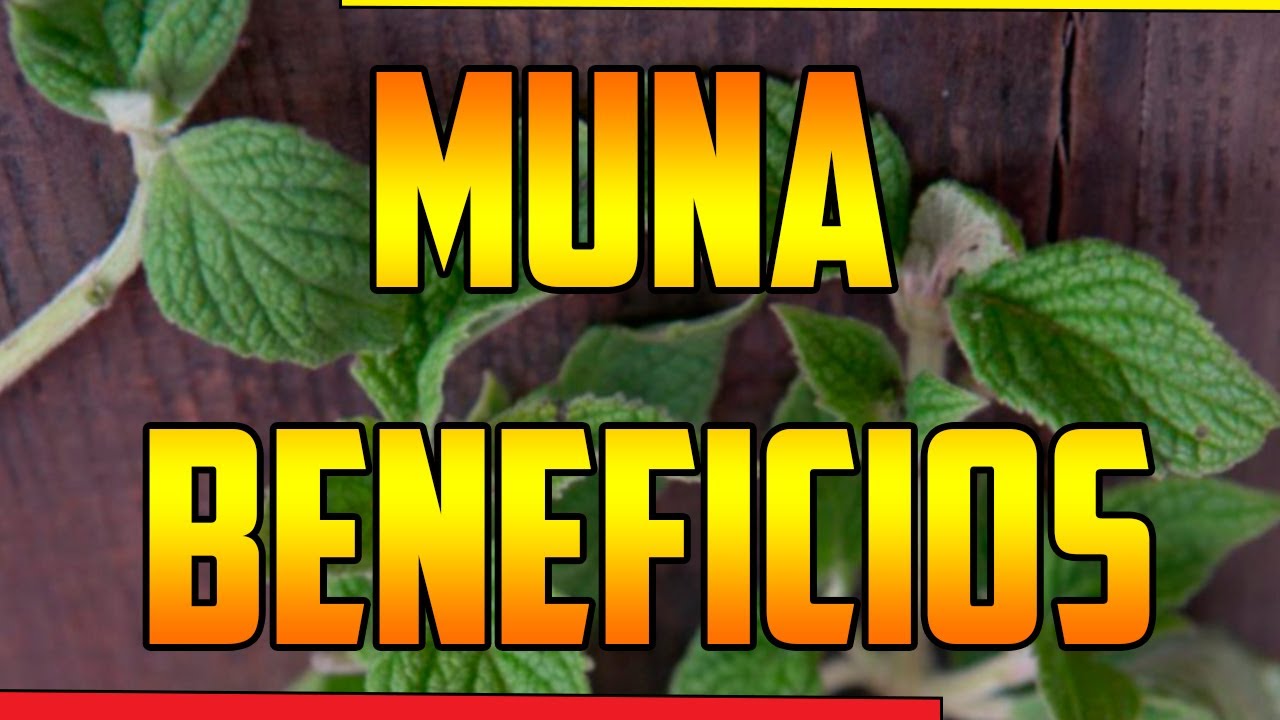 MUÑA #benefits Minthostachys mollis 🌿 ¿PARA QUE SIRVE ? 🌿Usos🌿 #plants ...