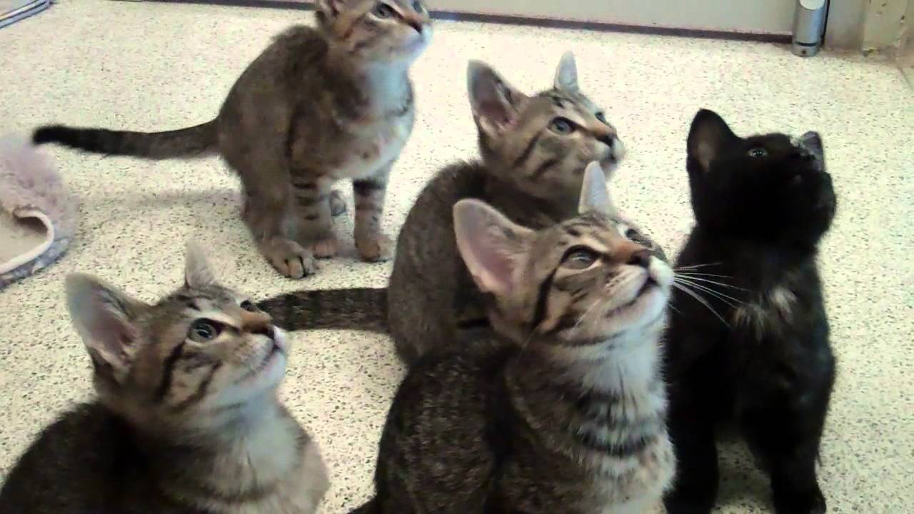 Kitten Playtime - YouTube