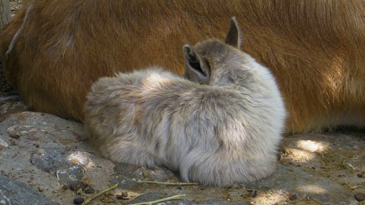 Baby Himalayan tahr - Beba himalajskog tara - Hemitragus jemlahicus ...