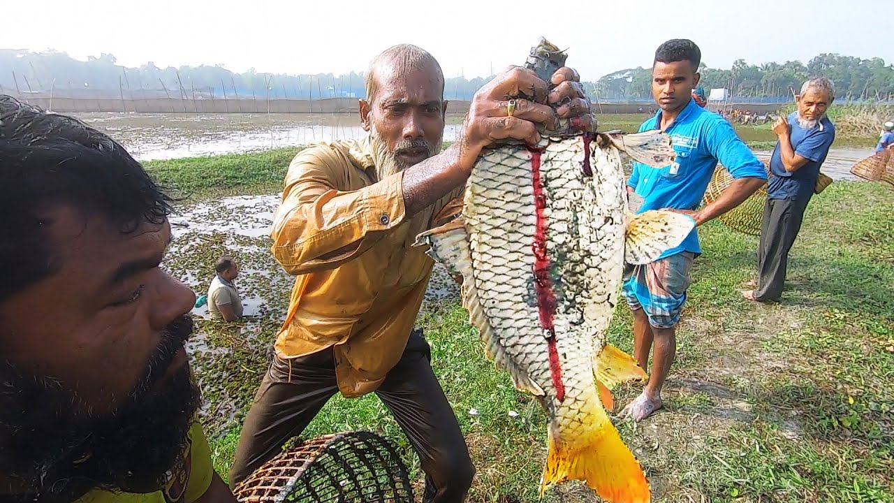 Wow! Amazing Big Carp Fish Hunting From Natural Rivers. - YouTube
