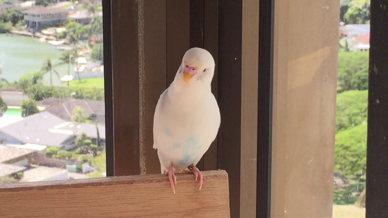 R2-D2 Parakeet - YouTube