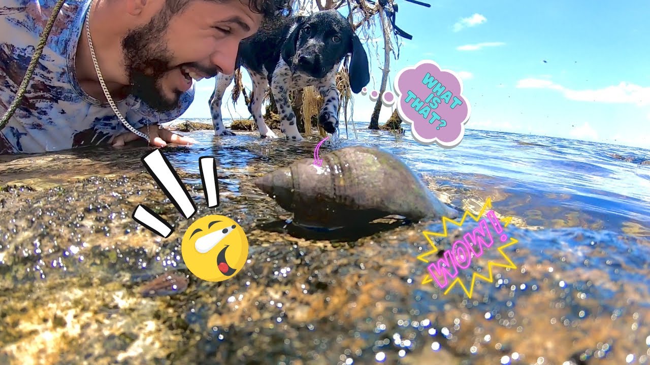 Exploring the Florida keys shores!!!(Shark attack, Shark bites my gopro ...