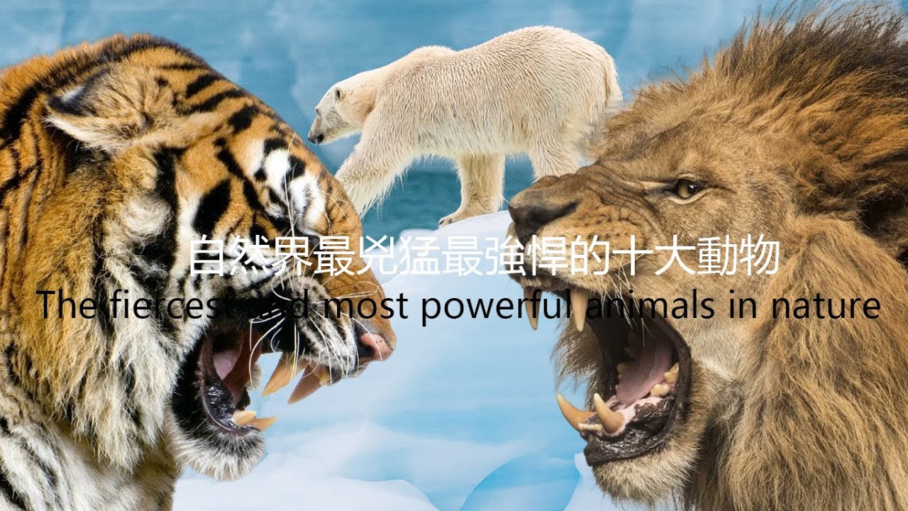 自然界最兇猛最強悍的十大動物Top 10 fiercest and most powerful animals in nature - YouTube
