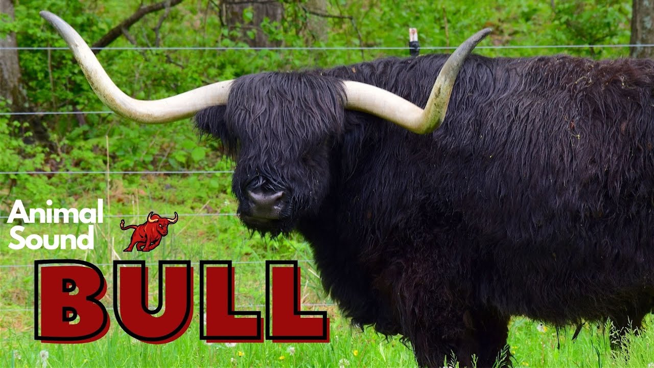 ANIMAL SOUNDS : BULL #15 - YouTube
