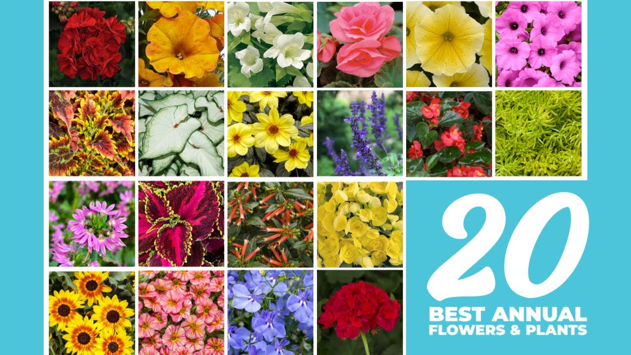 List Of Annual Flowering Plants Flowering Annuals: Characteristics And
