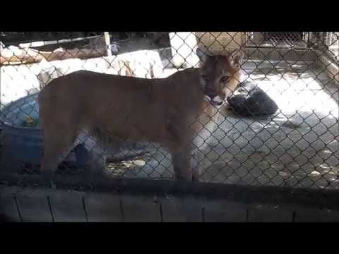 Applegate Park Zoo Merced CA - YouTube