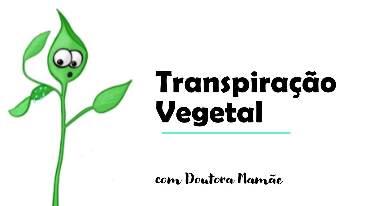 A Transpiração vegetal 2º ano fundamental - YouTube