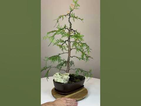 🌲 Бонсай на продаж: туя західна брабант #бонсай #bonsai #бонсайльвів # ...