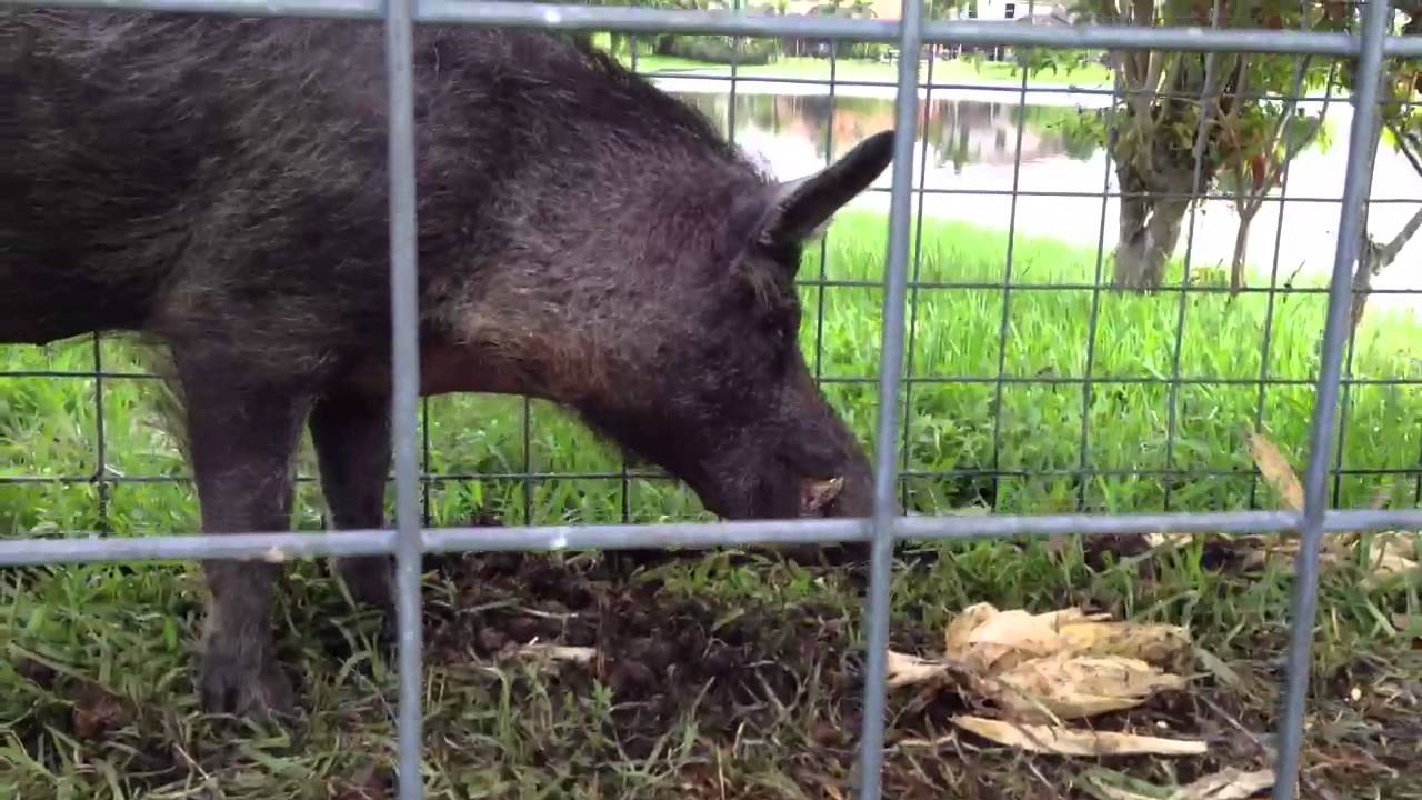 Feral Hog Trappers in Florida - Animal Rangers, Inc. - YouTube