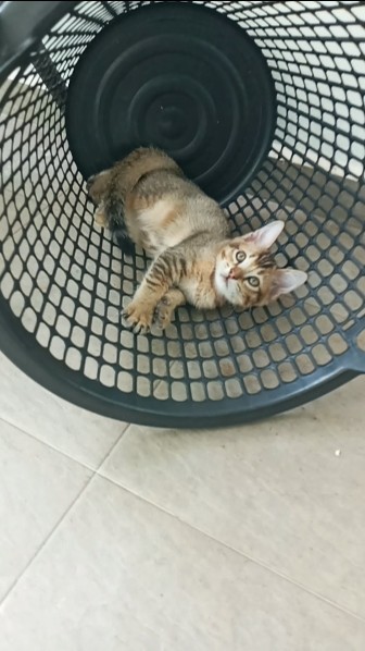 Time Machine Cats !!!! Longest Daily Cat's Story - YouTube