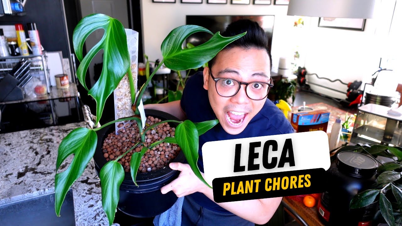 💚 changing my nutrient solutions for my LECA plants, my experience ...