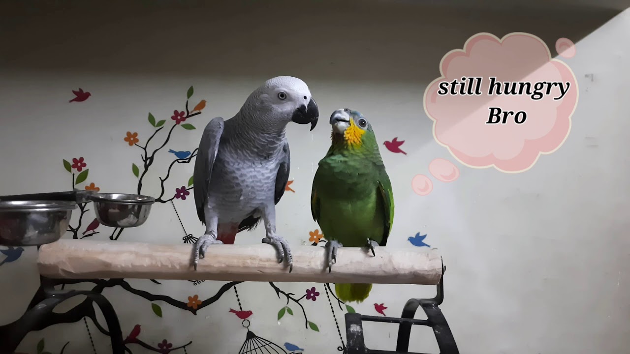 Grey parrot feeding amazon parrot - YouTube