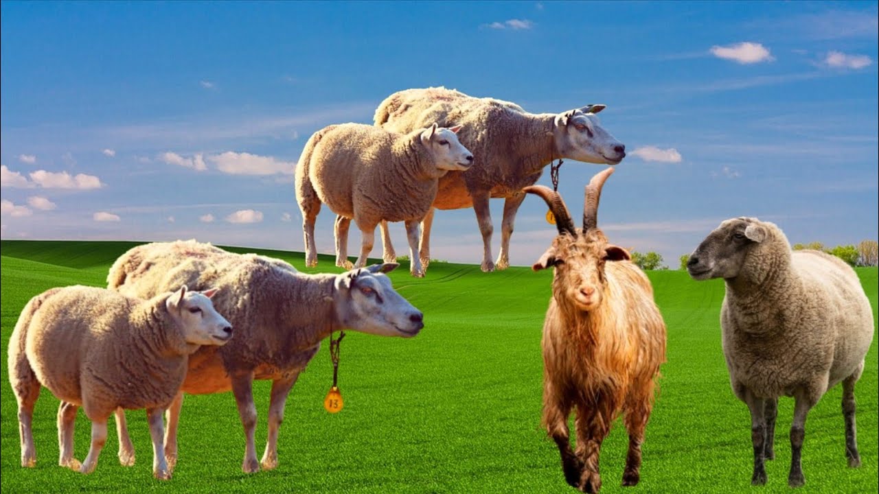 Interesting farm animals || Funny animal sounds || Sheep farm animal ...