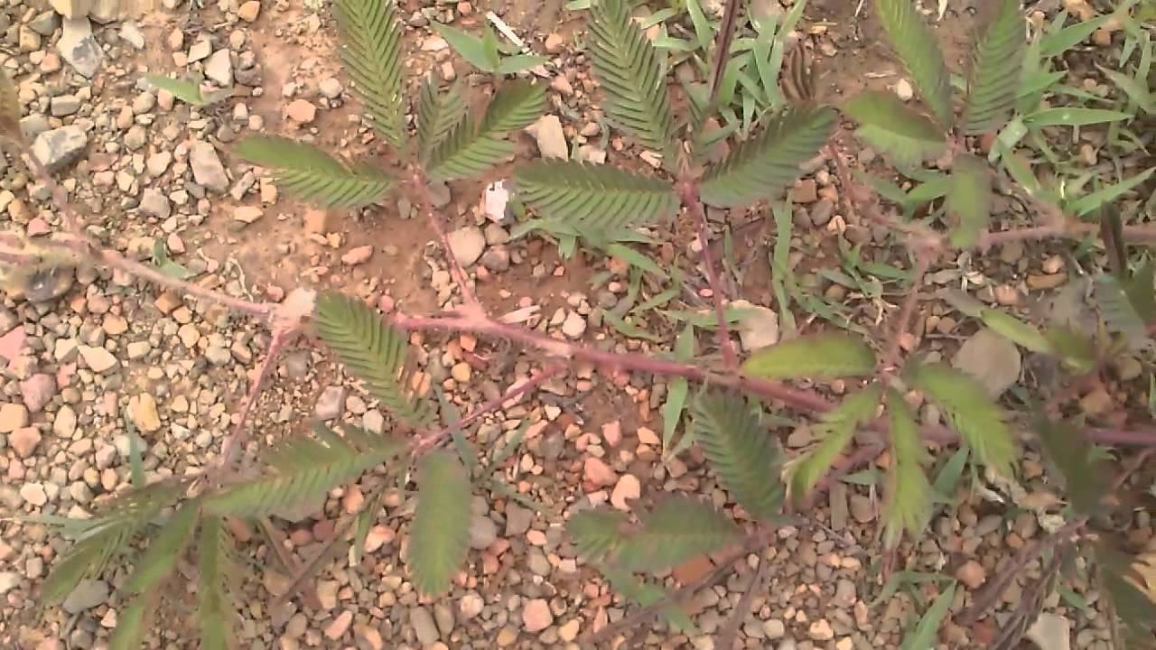 Shame tree | Bandarban | Bangladesh - YouTube