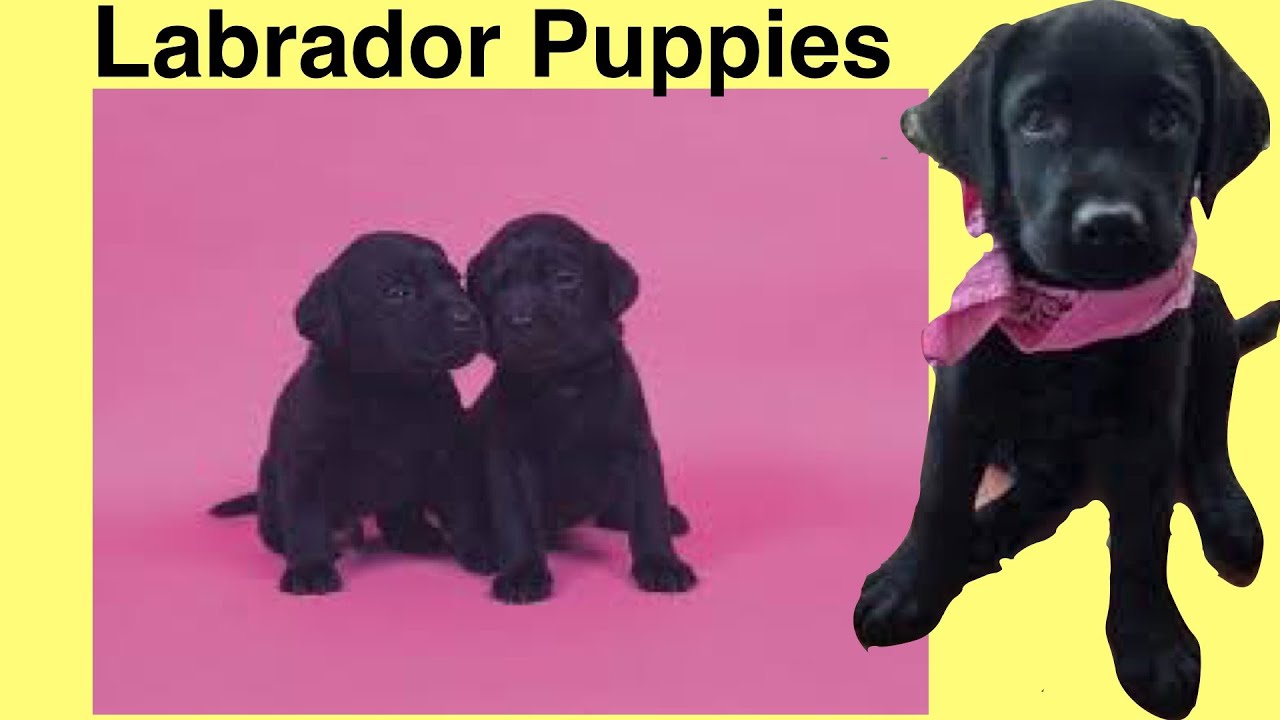 How to own LABRADOR PUPPY BREED - NEW PUPPY - DIY Dog Food by Cooking ...