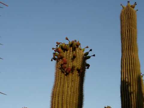 Harvesting the Fruit of a Sahuaro (Part 2 of 2) - YouTube