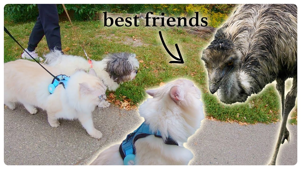 How we walk our Cat and Dog together in Toronto's High Park - YouTube