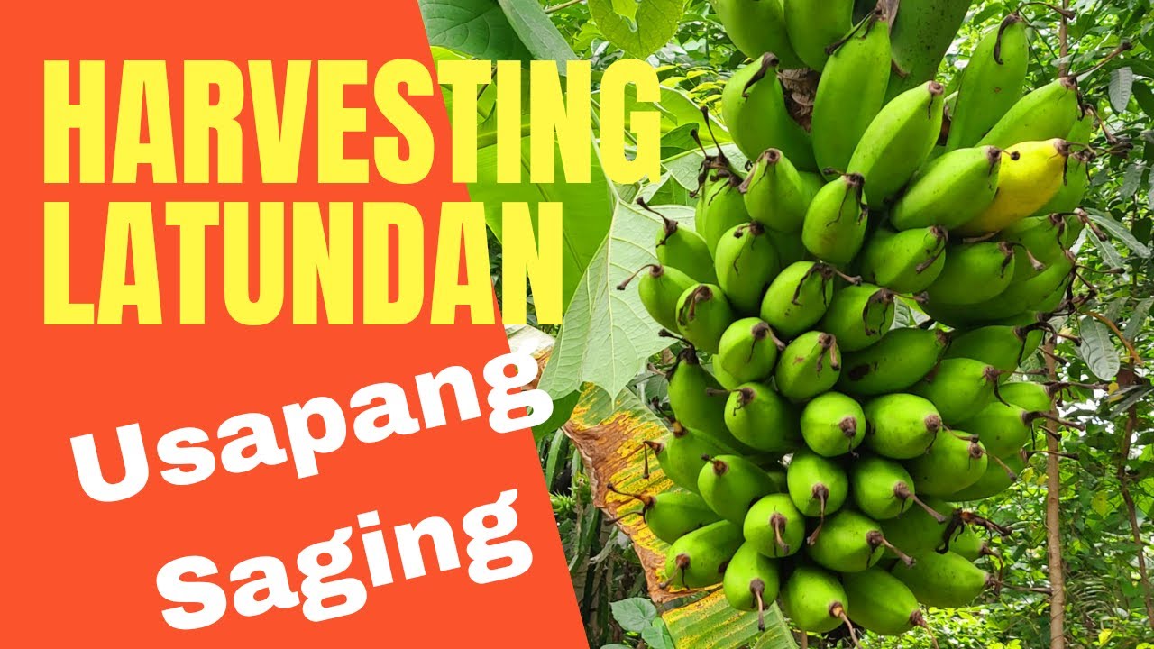 LATUNDAN Planting, Harvesting, Tips & Care || Banana Farming #UCNat ...