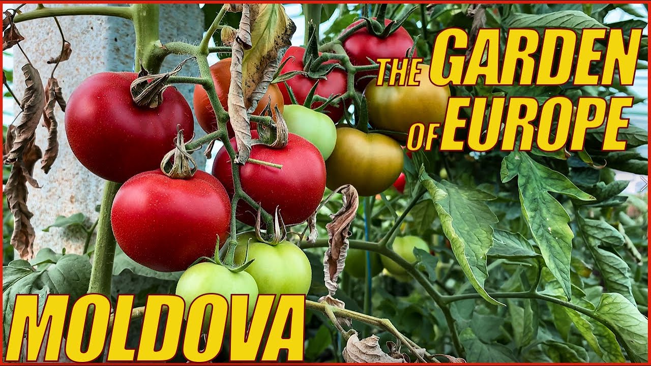The Best TOMATOES in the WORLD 🍅| MOLDOVA - YouTube