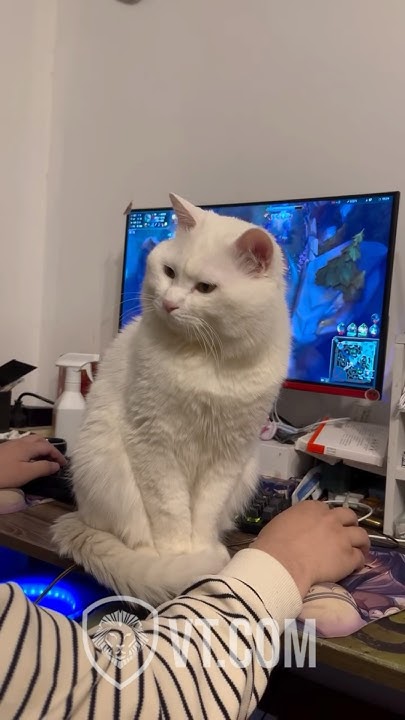 Needy Cat Interrupts Gaming Session 😂🎮🐱 - YouTube