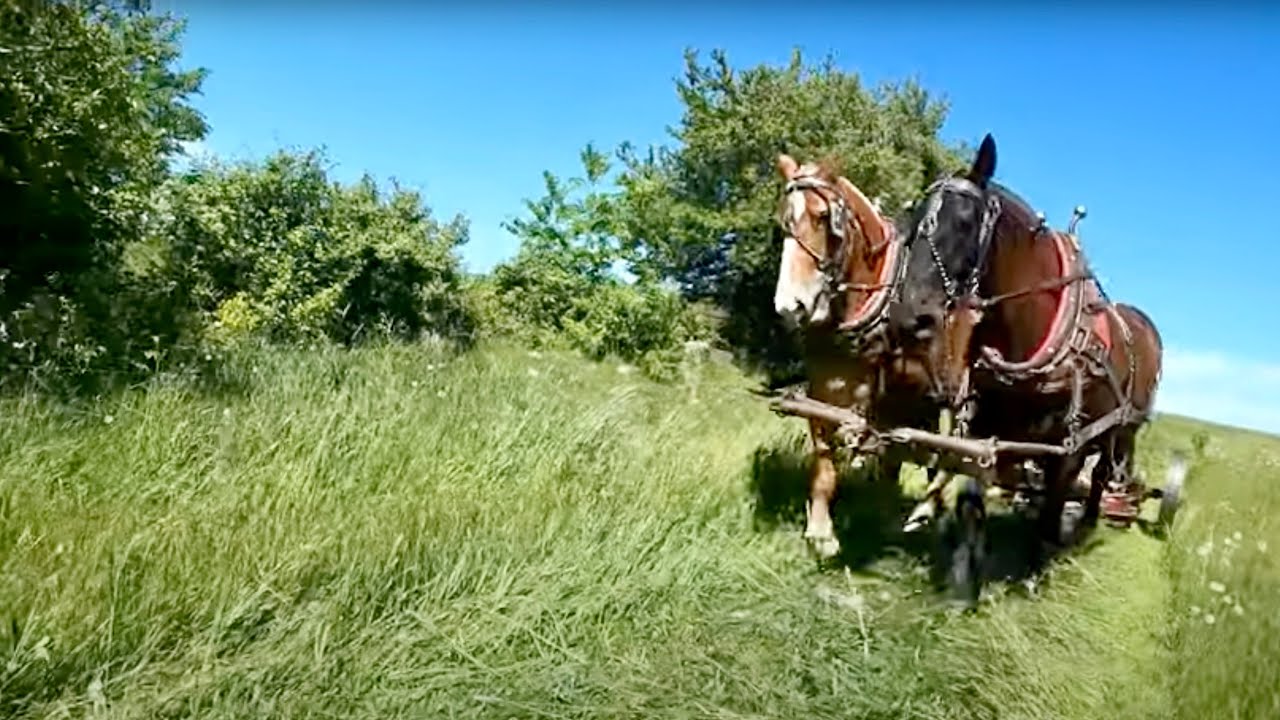 Mowing with Draft Horses!!//Planting Sweet Corn in the Garden#487 #2 ...