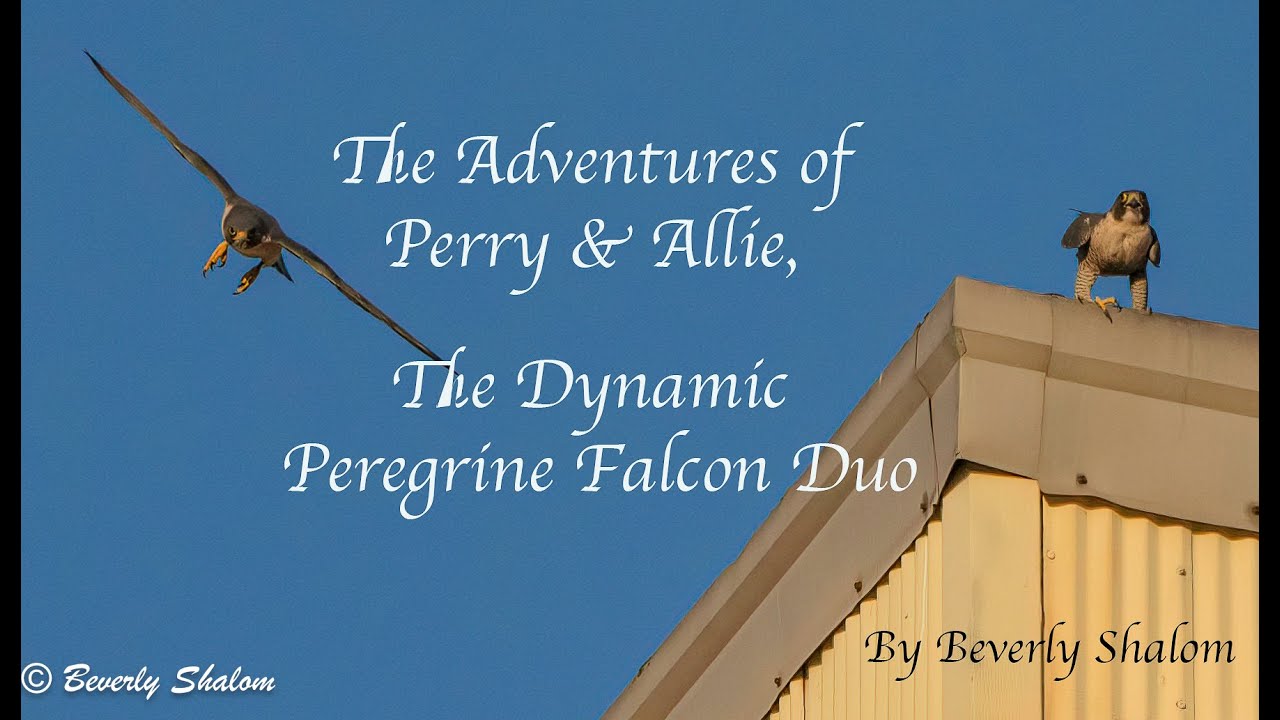 The Adventures of Perry & Allie, the Dynamic Peregrine Falcon Duo, Part ...