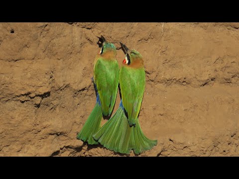 White-fronted Bee-eater nesting call / sound