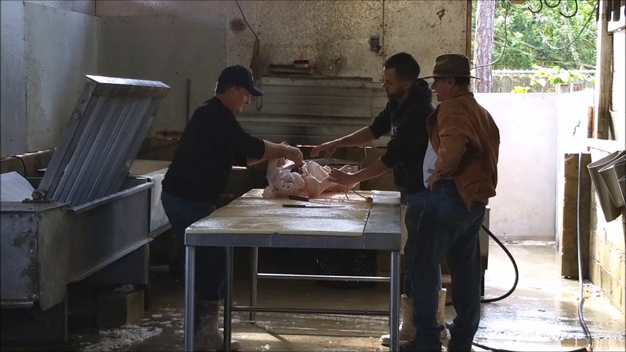Steps to slaughtering a pig! - YouTube