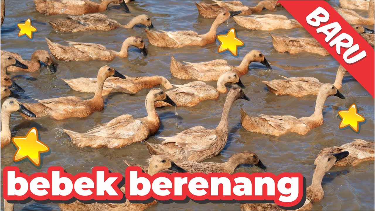BEBEK BERENANG , BEBEK ANGSA , BEBEK ASLI , BEBEK LUCU , BEBEK ASLI ...