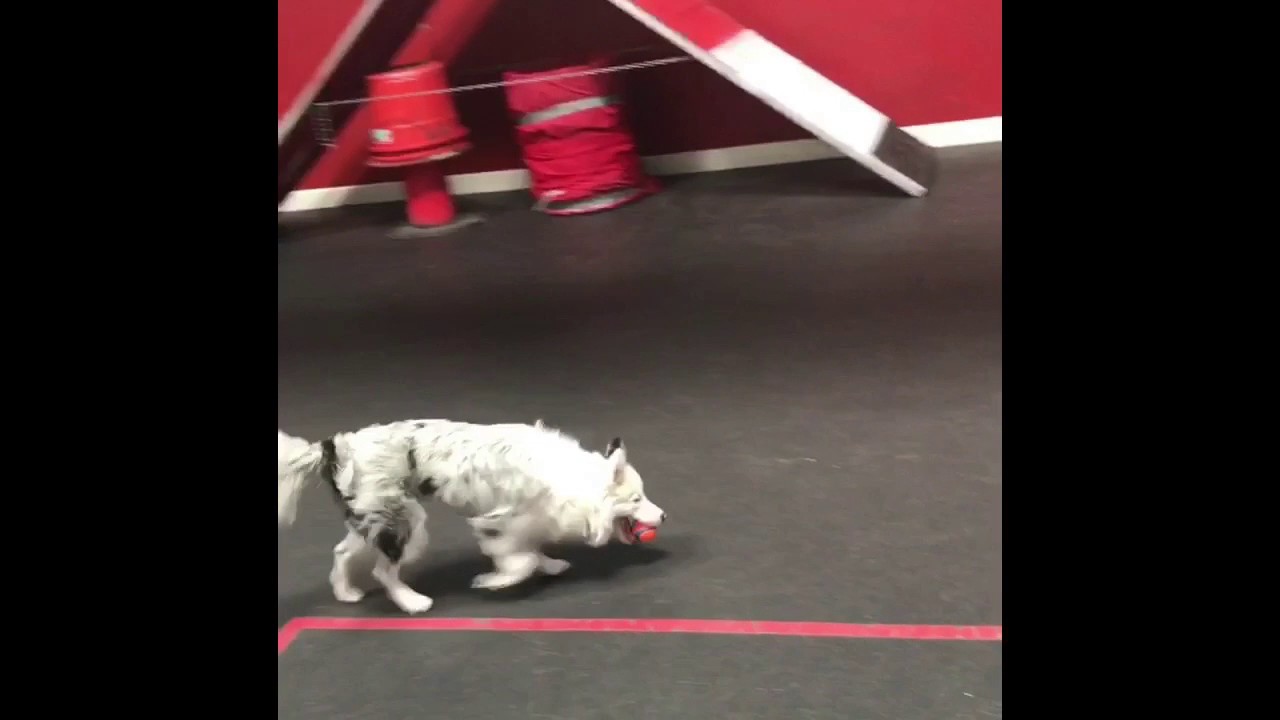 Miniature Australian Shepherd dog training - YouTube