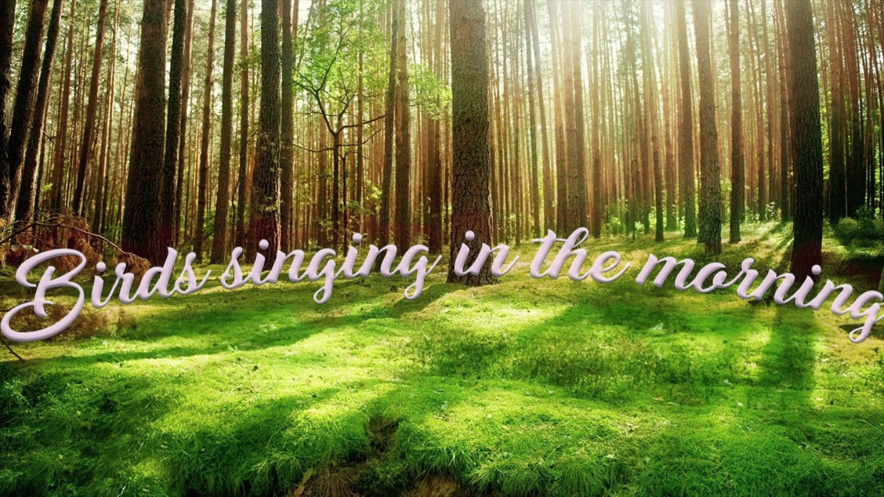 Morning Meditation - Singing Birds - YouTube