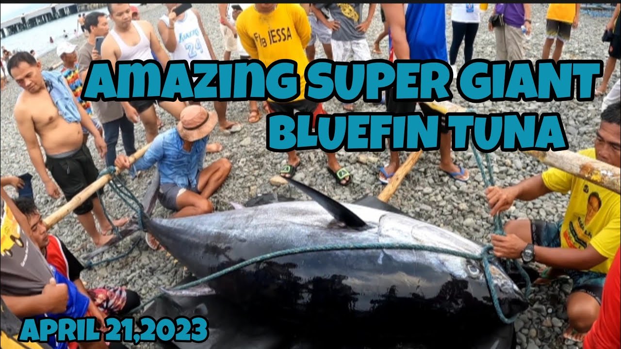 Amazing Super Giant Bluefin Tuna - YouTube