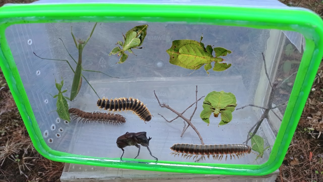 Bug hunting, garden insect collecting, mantis, beetle, locust, black ...