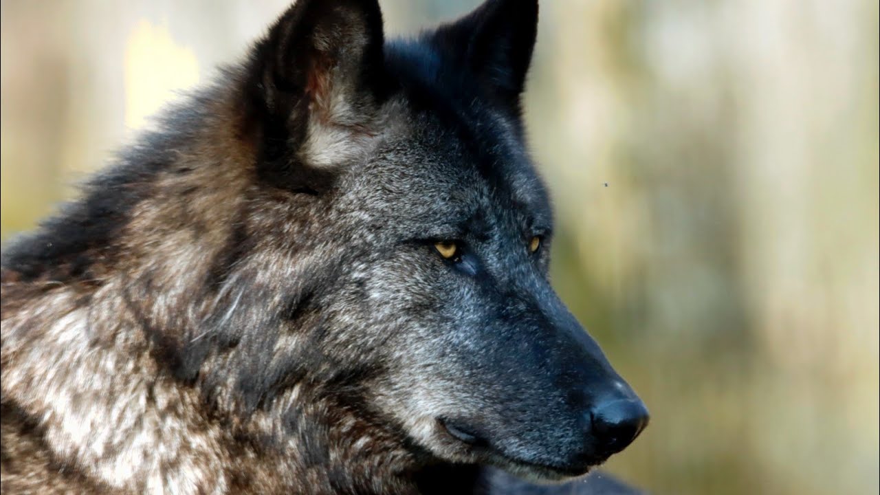 Wolf documentary The Generation of the Wolf Yellowstone wolf park - YouTube