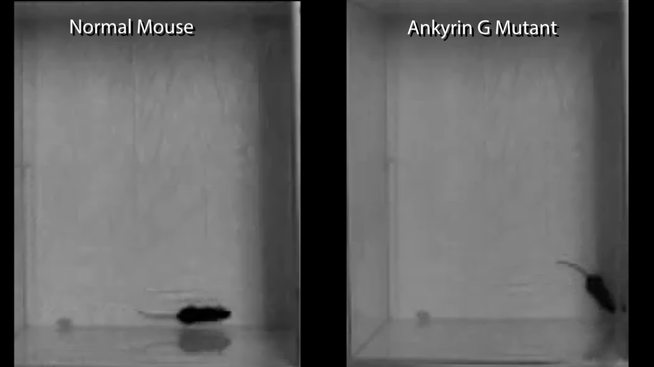 Normal and Ankyrin G mutant Mouse Behavior - YouTube